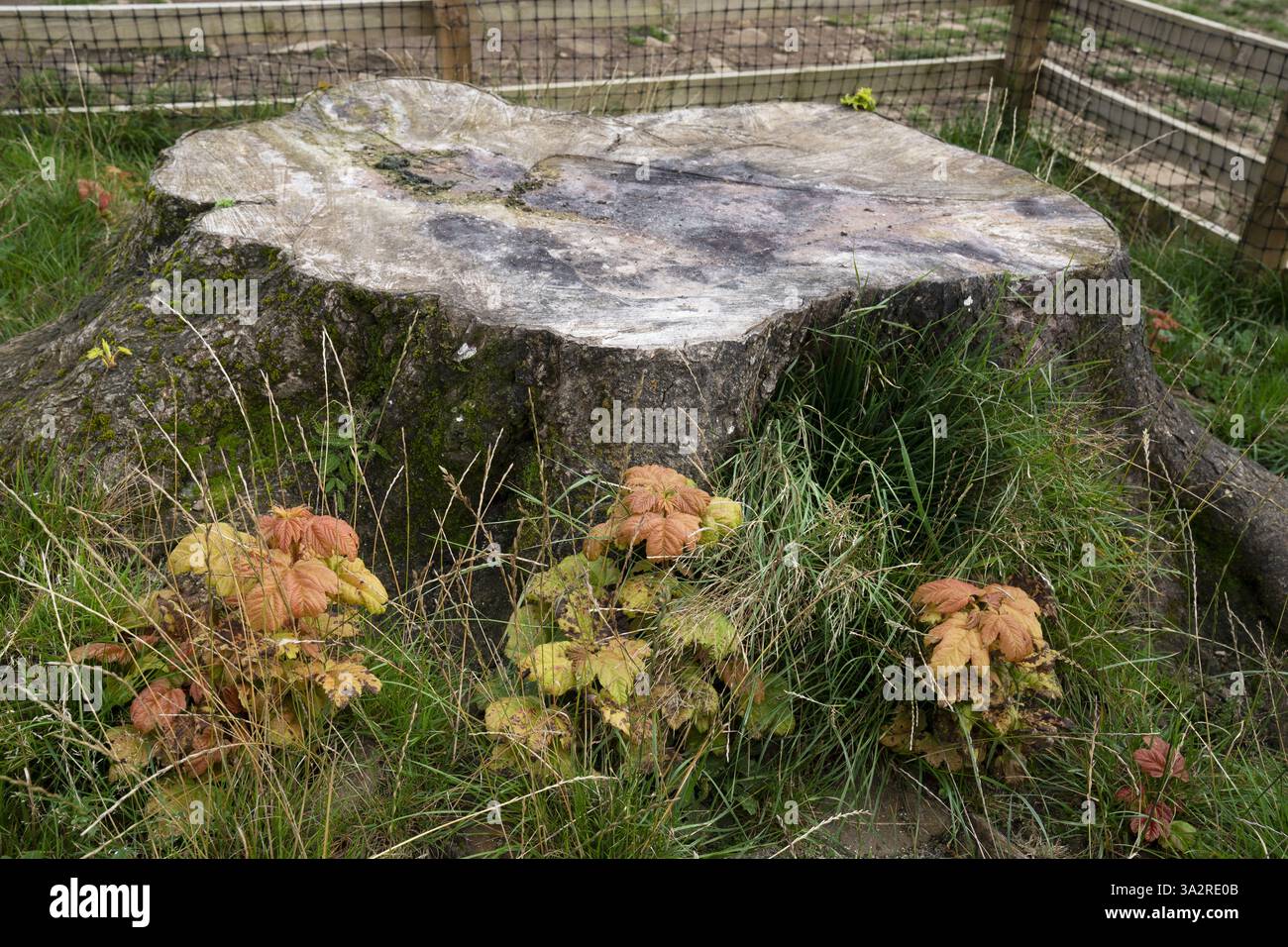 EMBARGOED TO 0001 FRIDAY SEPTEMBER 27 The stump of the Sycamore Gap ...