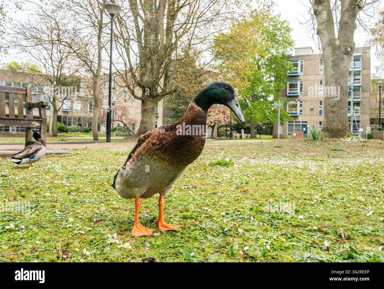 File photo dated 03/05/21 of York university campus duck named Long Boi ...