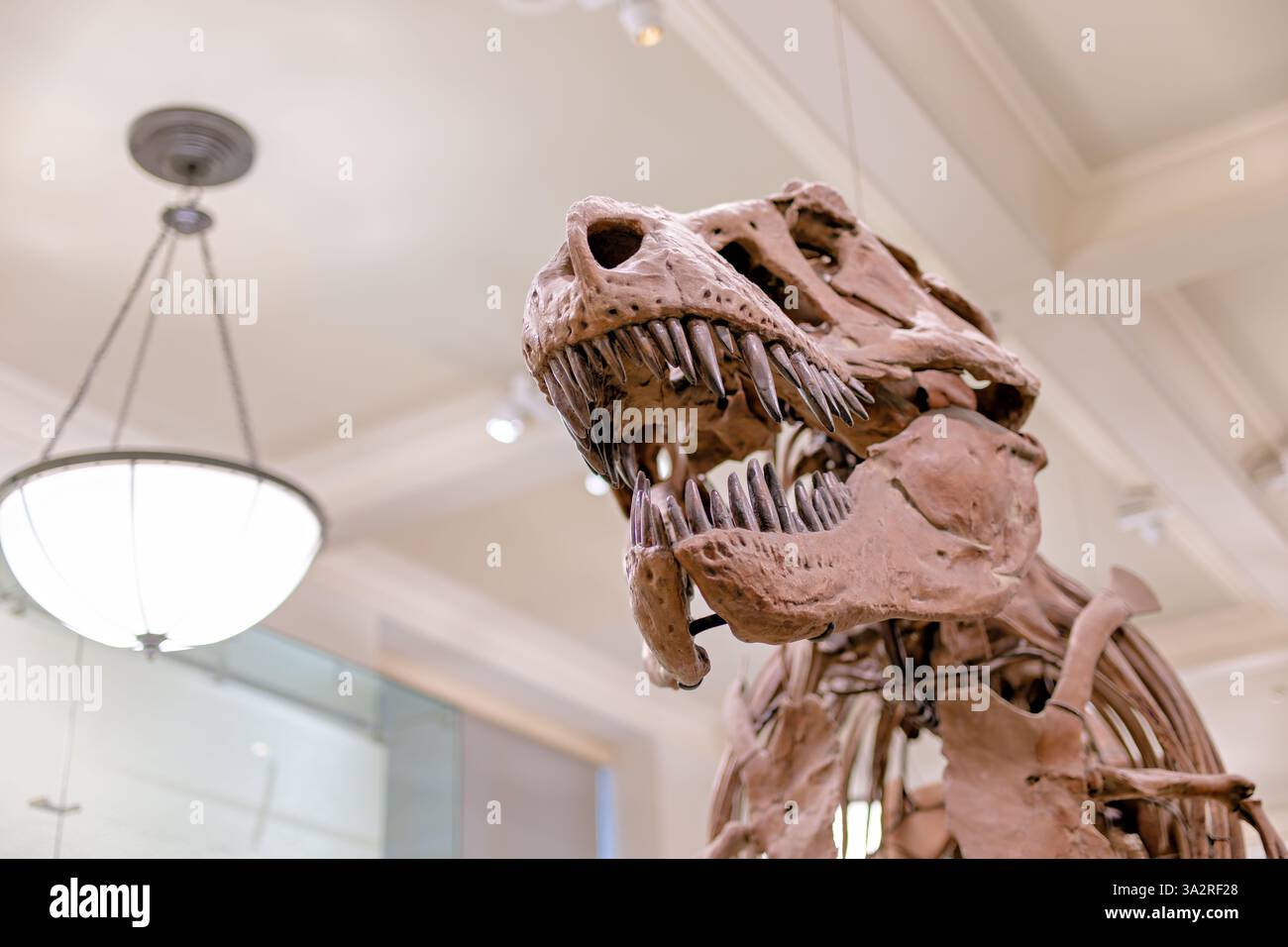 NEW YORK, United States — The authentic Tyrannosaurus rex skeleton ...