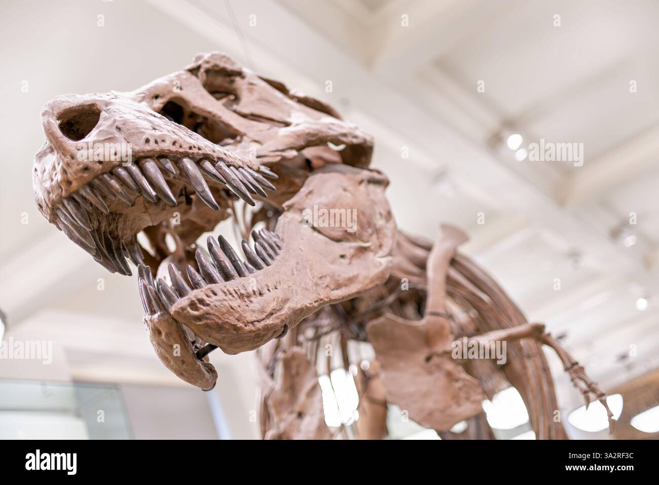 Tyrannosaurus rex fossil david hi-res stock photography and images - Alamy