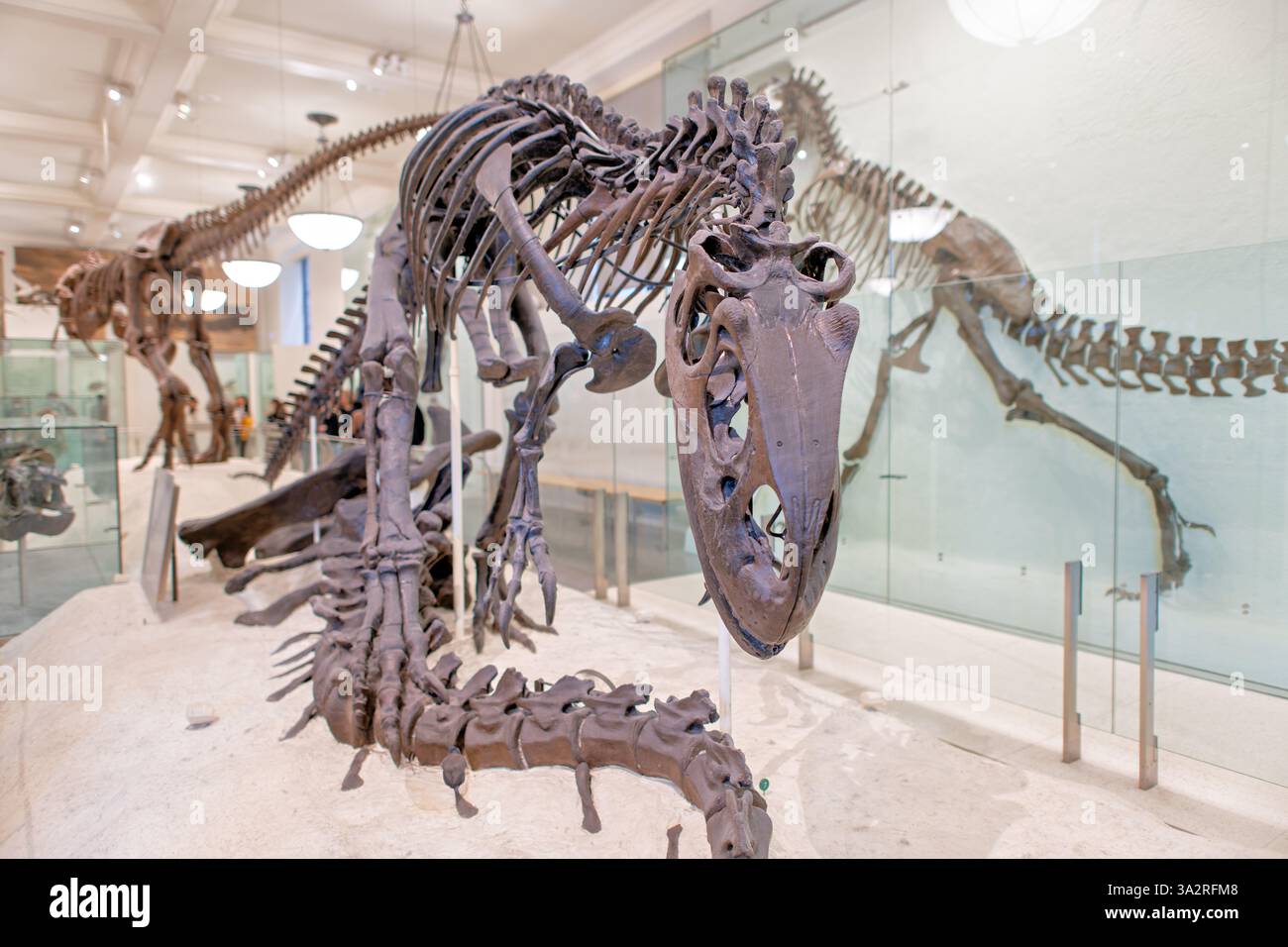 Allosaurus Skeleton American Museum Of Natural History New York City ...