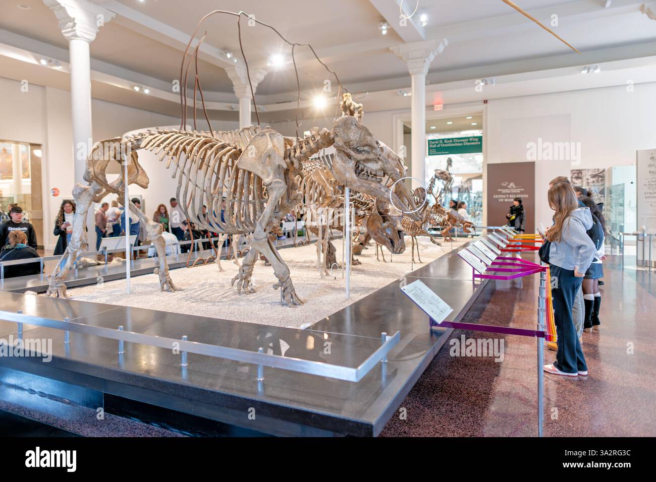 American Museum Of Natural History Gomphotherium Skeleton New York City ...