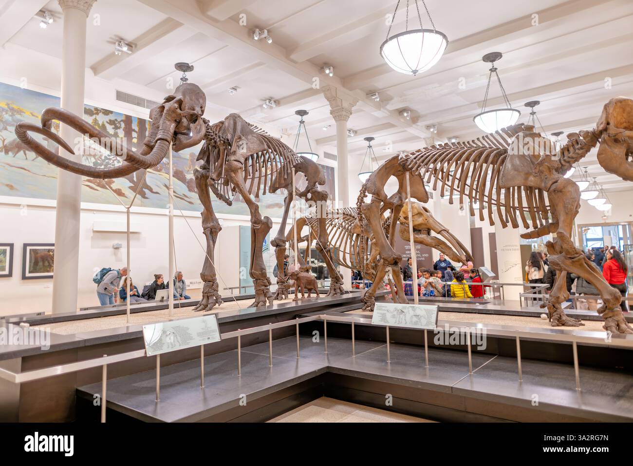 Jeffersons mammoth hi-res stock photography and images - Alamy