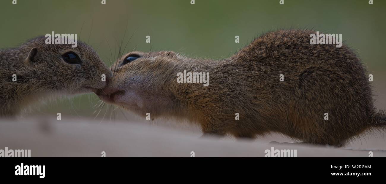Squirrels close up hi-res stock photography and images - Alamy