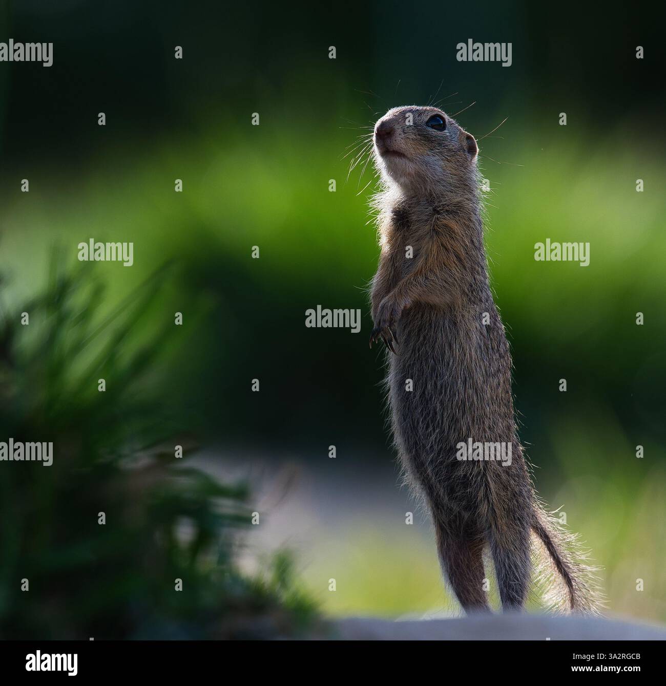 Backlit Curiosity A young ground squirrel stands upright, illuminated ...