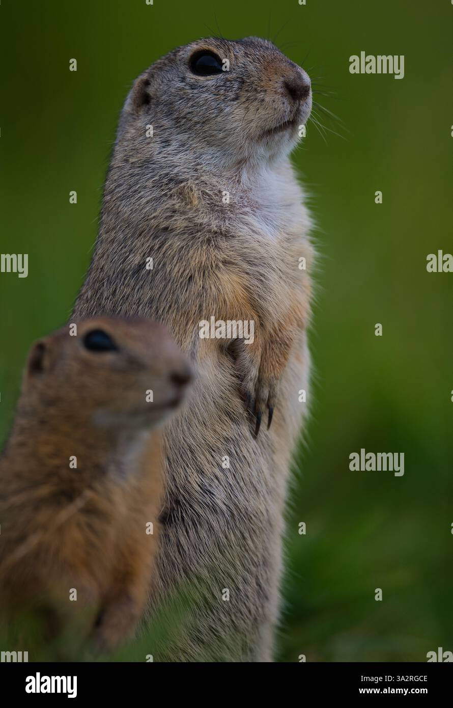Upright animal head hi-res stock photography and images - Alamy