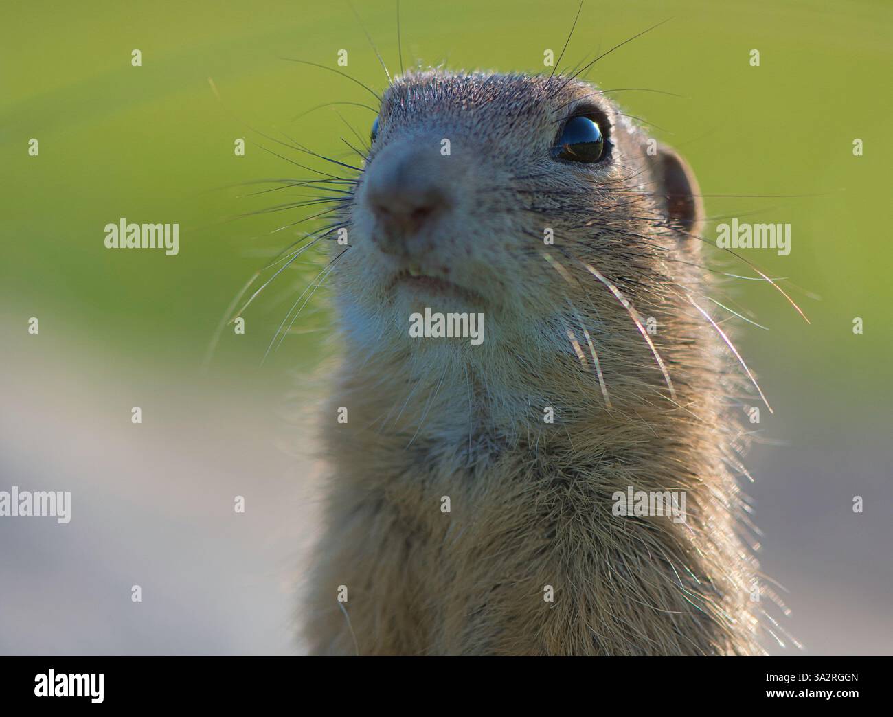 Squirrels close up hi-res stock photography and images - Alamy