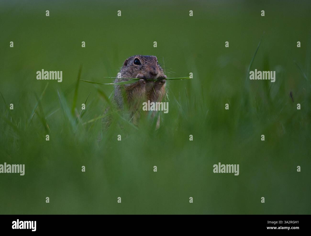 Tasty Blades; A ground squirrel chomps on long strands of grass ...