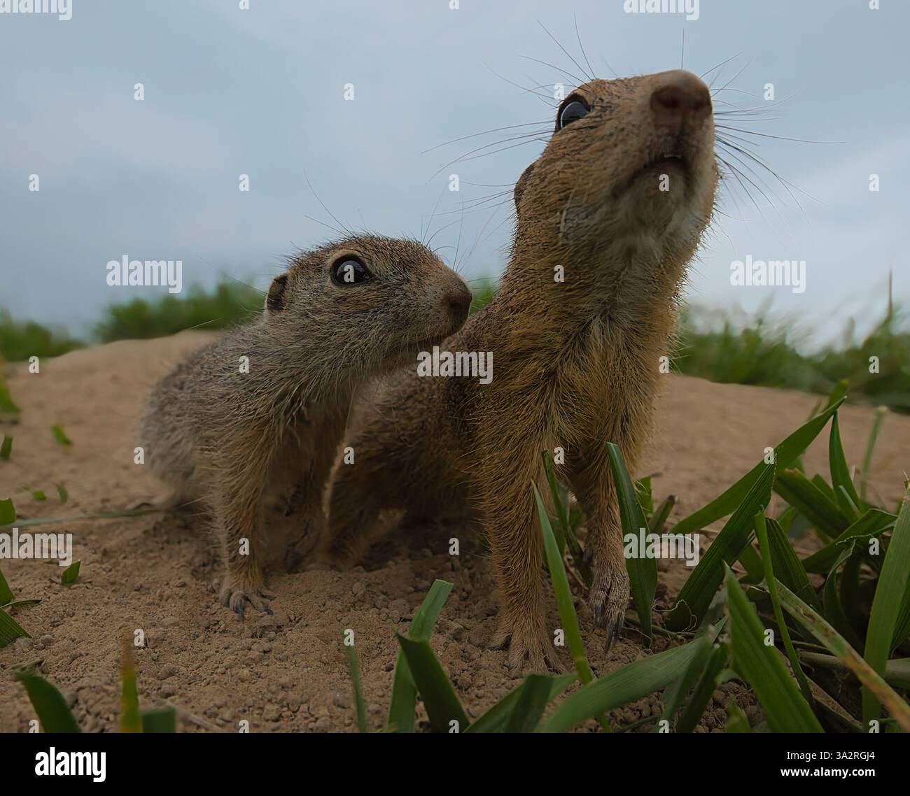 Two young European ground squirrels peer upward, exploring their ...