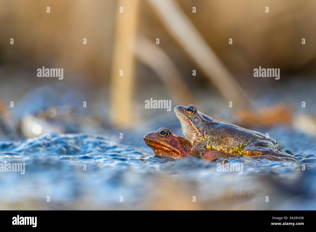 Spring mating of frogs. The moor frog, Rana arvalis Stock Photo - Alamy