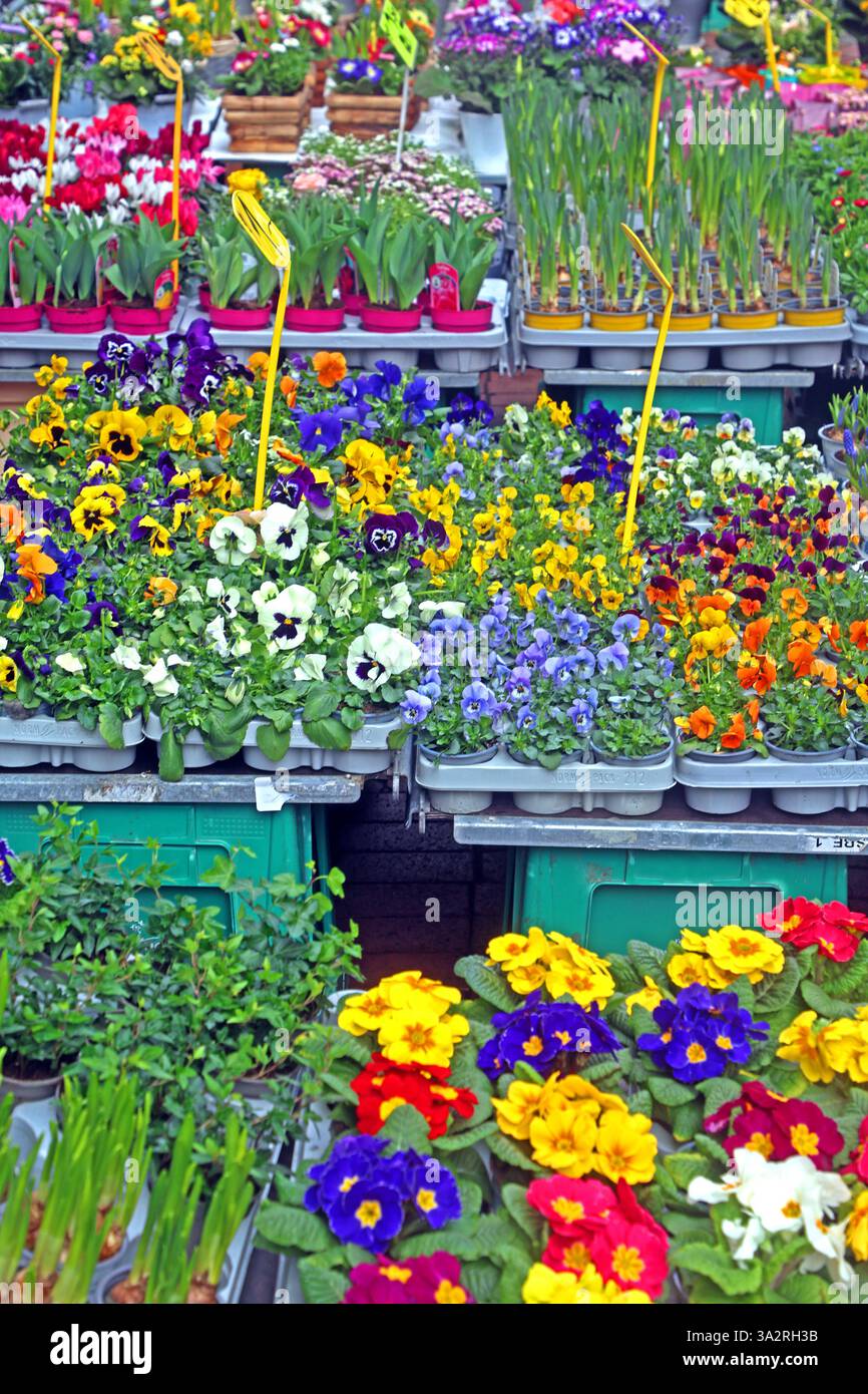 Floristik und Handel Blumenverkauf kurz vor dem Frühling in einer ...