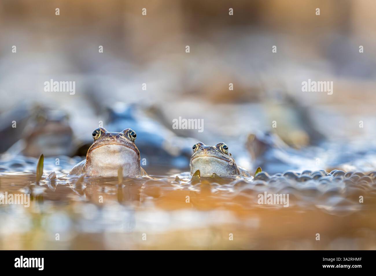 Spring mating of frogs. The moor frog, Rana arvalis Stock Photo - Alamy