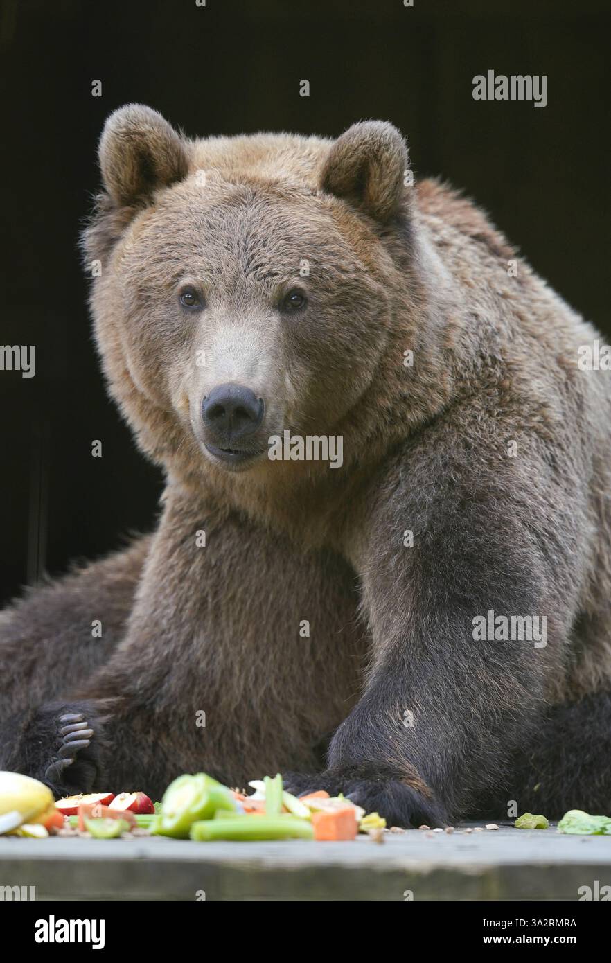 Boki, a brown bear at the Wildwood Trust, near Canterbury, Kent, where ...