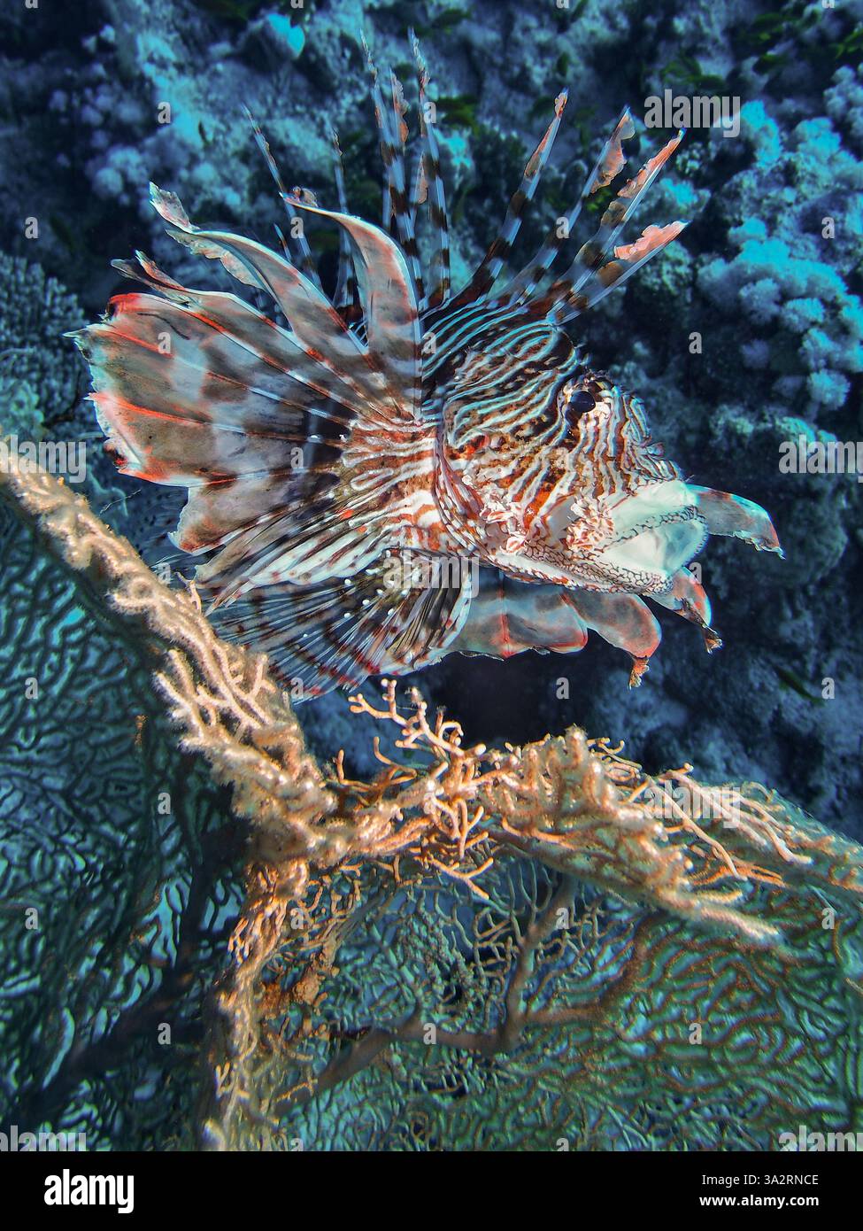 Pterois volitans - common lionfish Stock Photo - Alamy