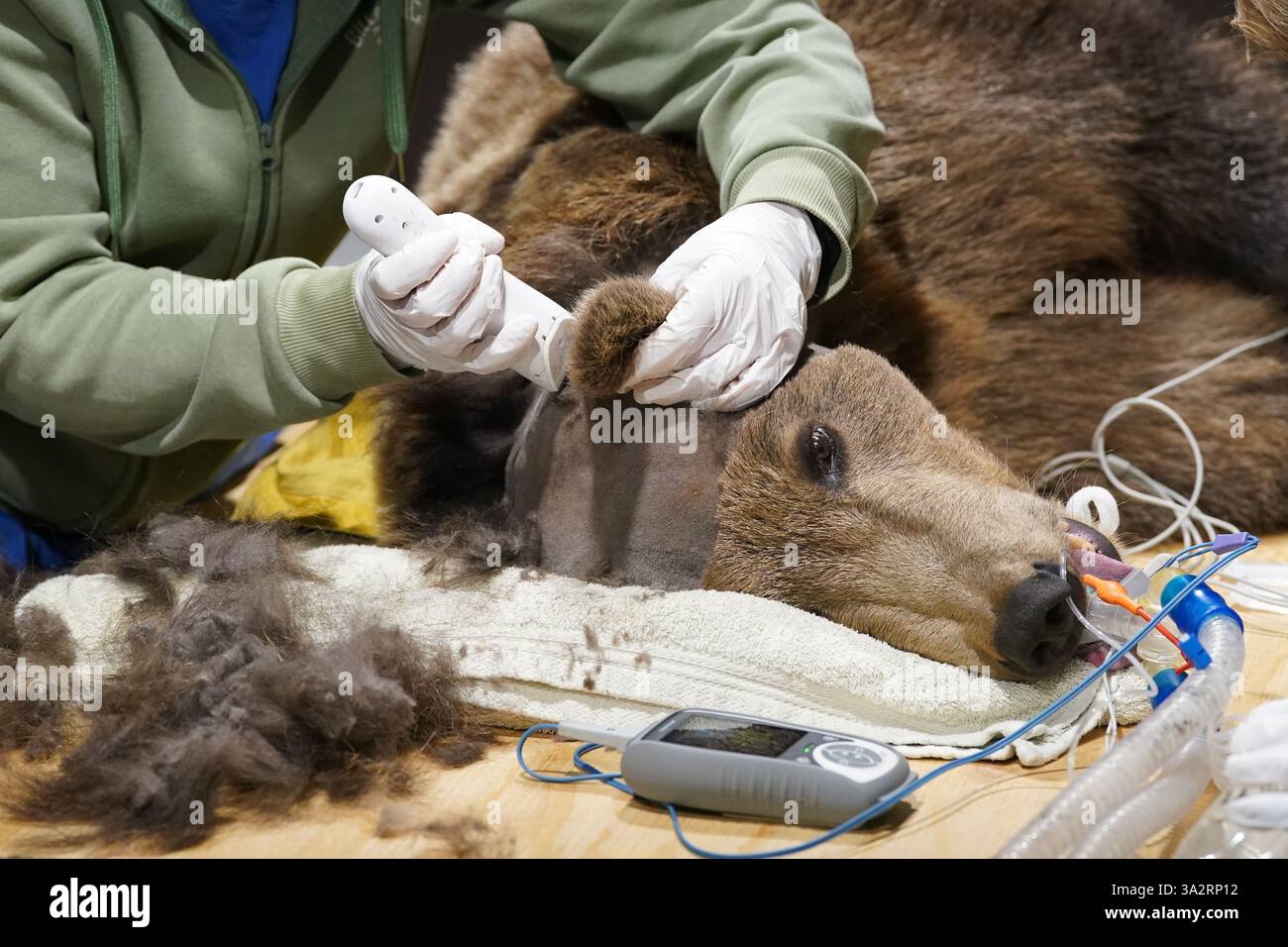 The veterinary team prepare two-year-old brown bear Boki for a surgery ...