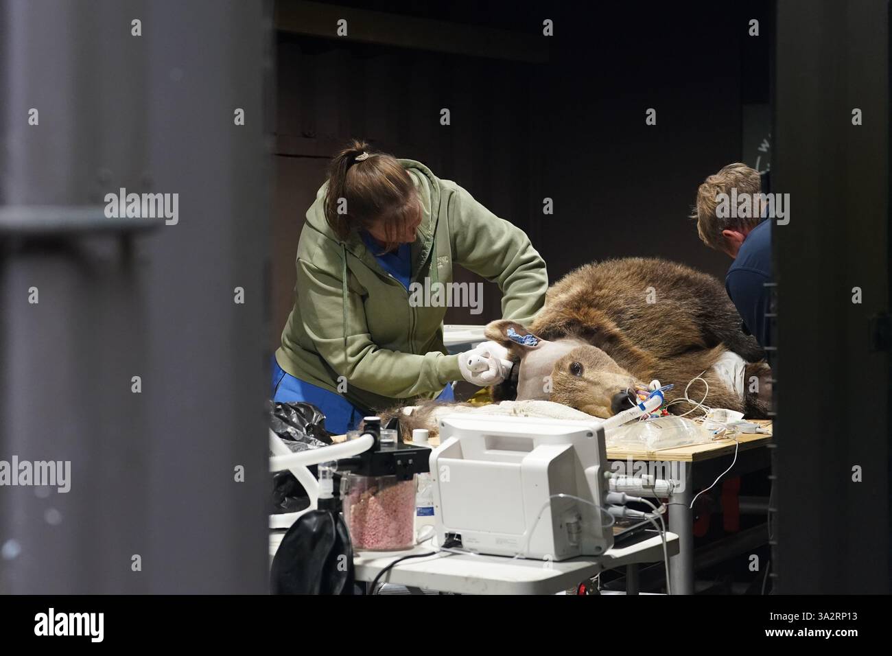 The veterinary team prepare two-year-old brown bear Boki for a surgery ...