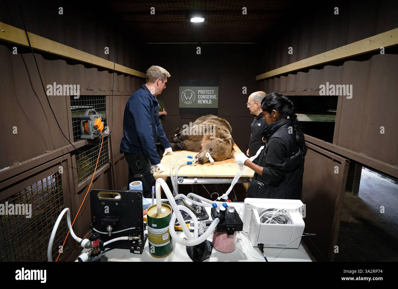 Boki, a two-year-old brown bear is prepared ahead of surgery by ...