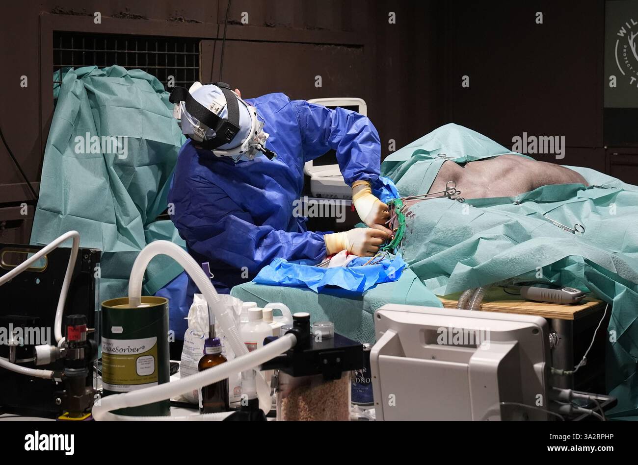 Specialist wildlife veterinary surgeon, Romain Pizzi (left) performs ...