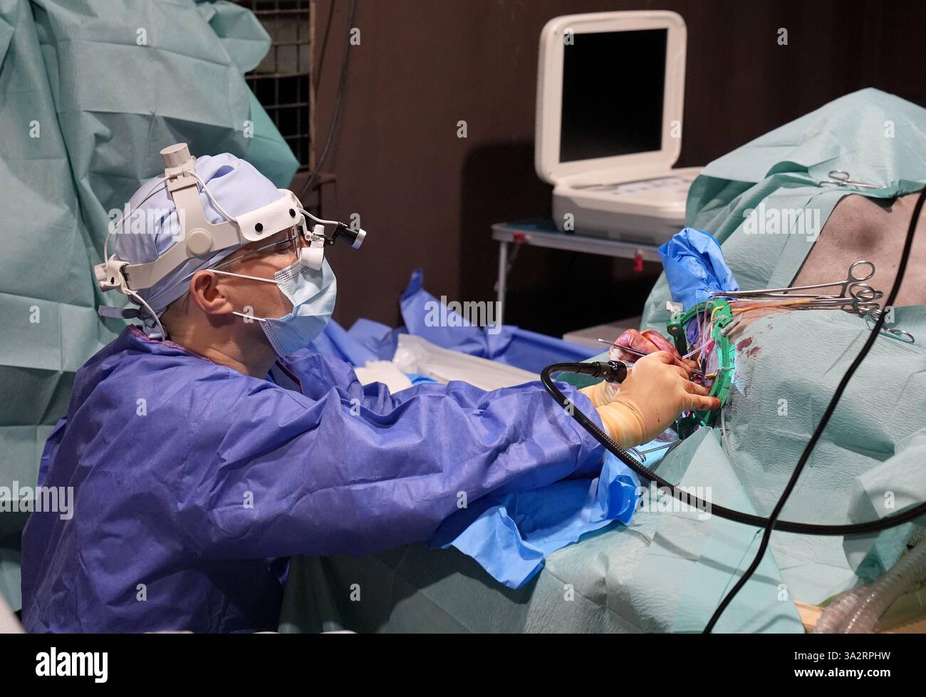 Specialist wildlife veterinary surgeon, Romain Pizzi performs surgery ...