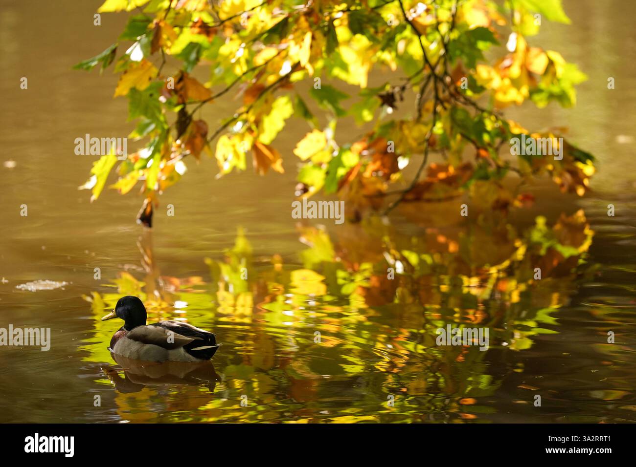 A duck at Bodenham Arboretum where trees show autumnal colour, in ...