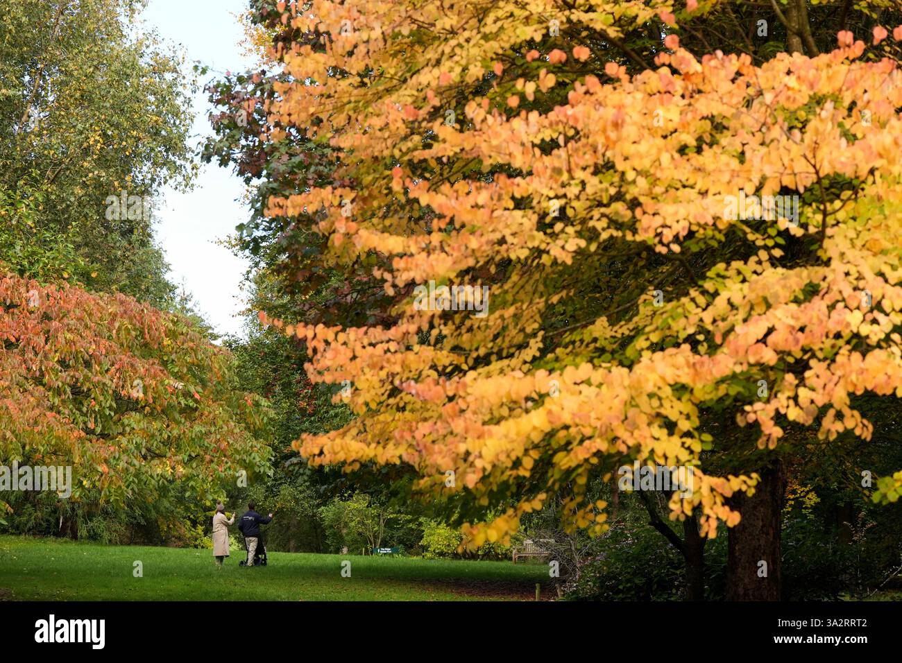 Visitors at Bodenham Arboretum where trees show autumnal colour, in ...