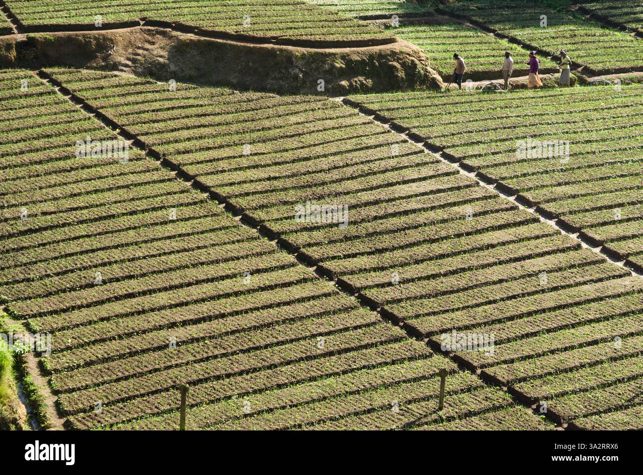 Labukele, Sri Lanka — July 25, 2009: Terraced vegetable fields, Nuwara ...