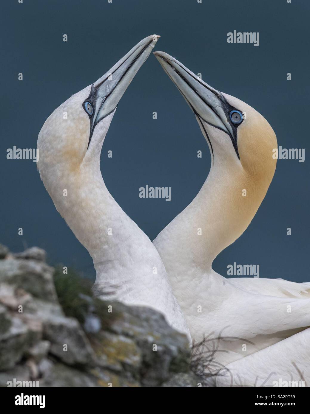 Plunge of gannets hi-res stock photography and images - Alamy
