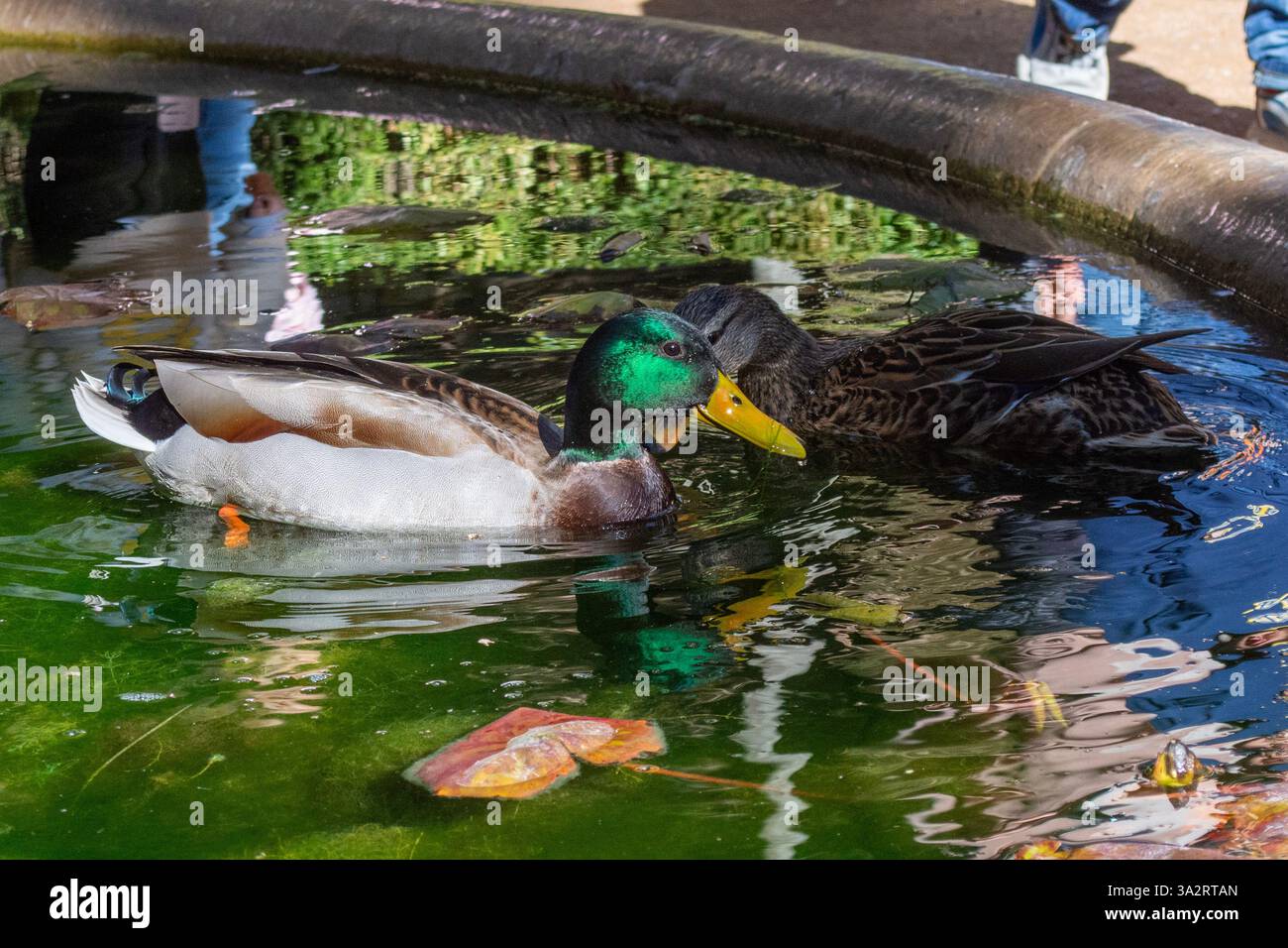 Pato flotando hi-res stock photography and images - Alamy