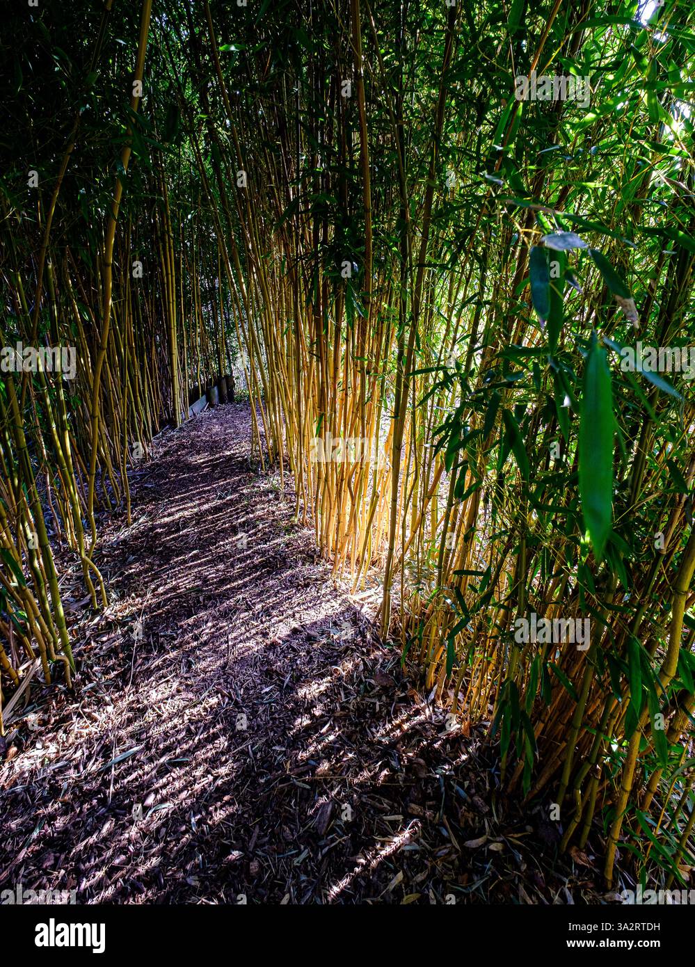 A pathway through the bamboo at Birmingham Botanical Gardens Stock ...