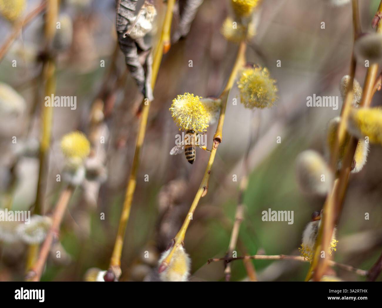 Bees and flowers share a crucial relationship, with bees pollinating ...