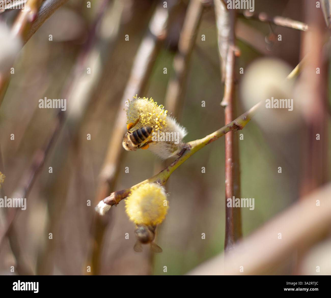 Bees and flowers share a crucial relationship, with bees pollinating ...