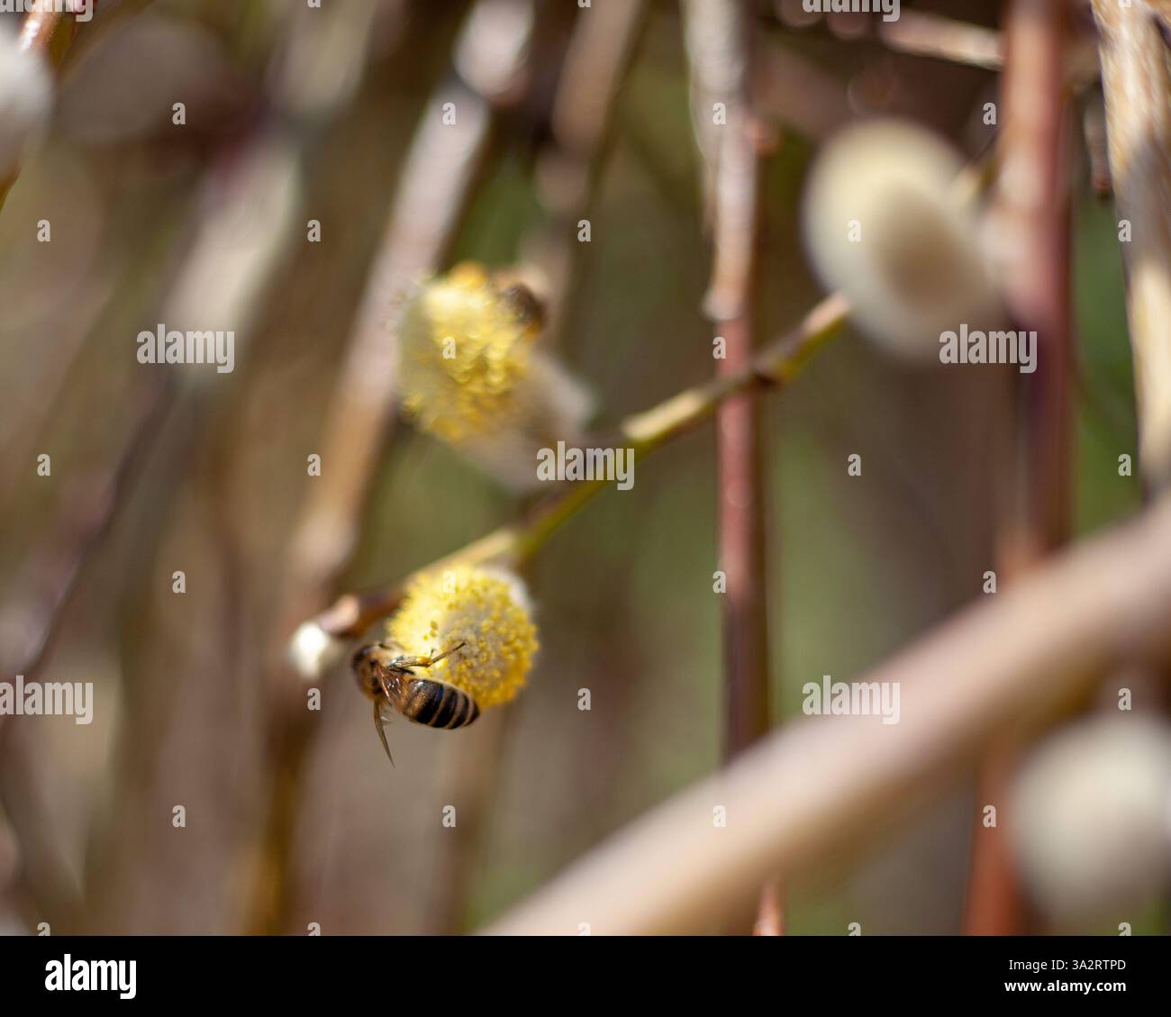 Bees and flowers share a crucial relationship, with bees pollinating ...