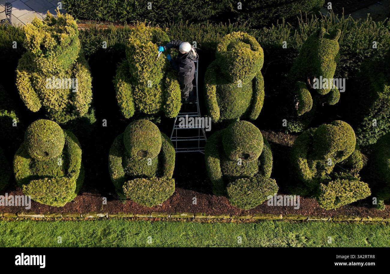 Gardener Janice Ackerley trims the topiary hedge of the yew chess set ...