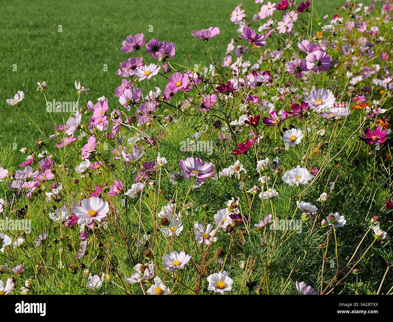 Field cosmos flower hi-res stock photography and images - Alamy