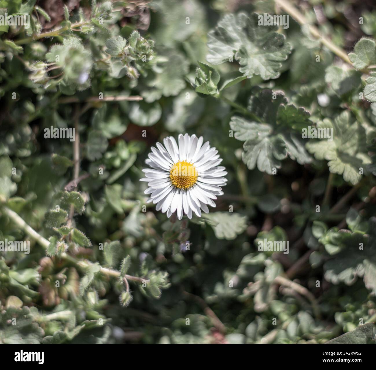 Bees and flowers share a crucial relationship, with bees pollinating ...