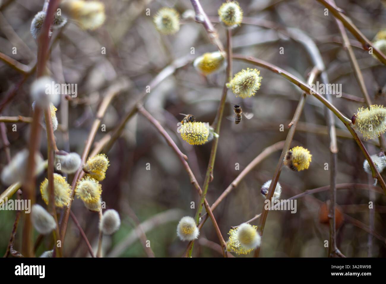 Bees and flowers share a crucial relationship, with bees pollinating ...