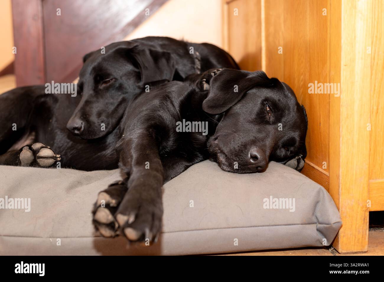 Photo of a pair of pedigree black Labradors cuddling up together Stock ...