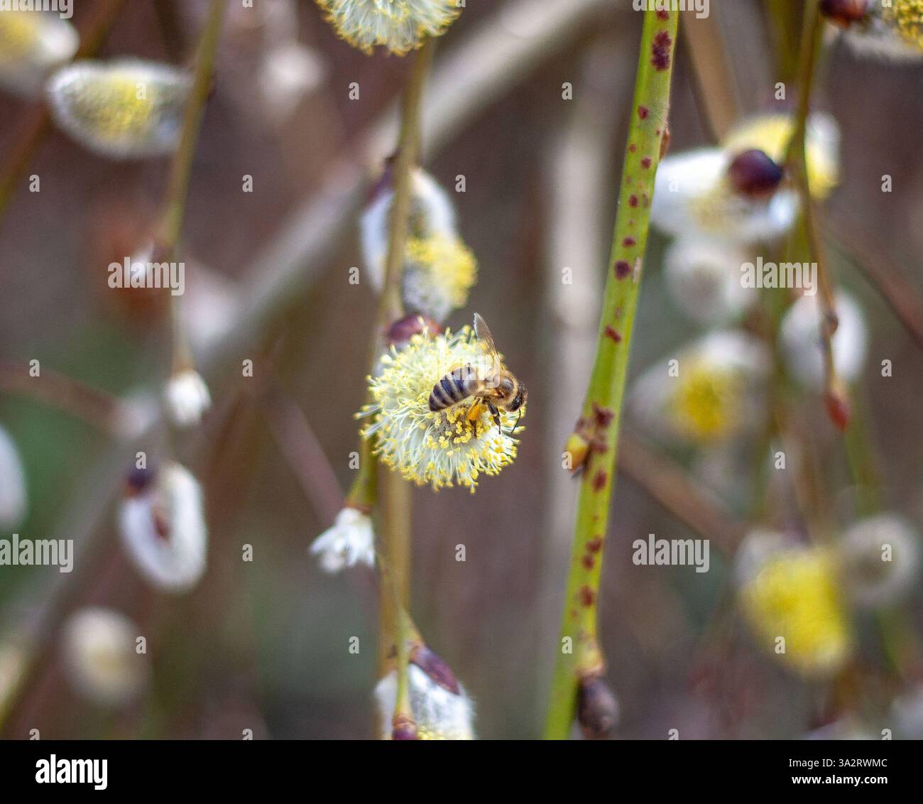 Bees and flowers share a crucial relationship, with bees pollinating ...