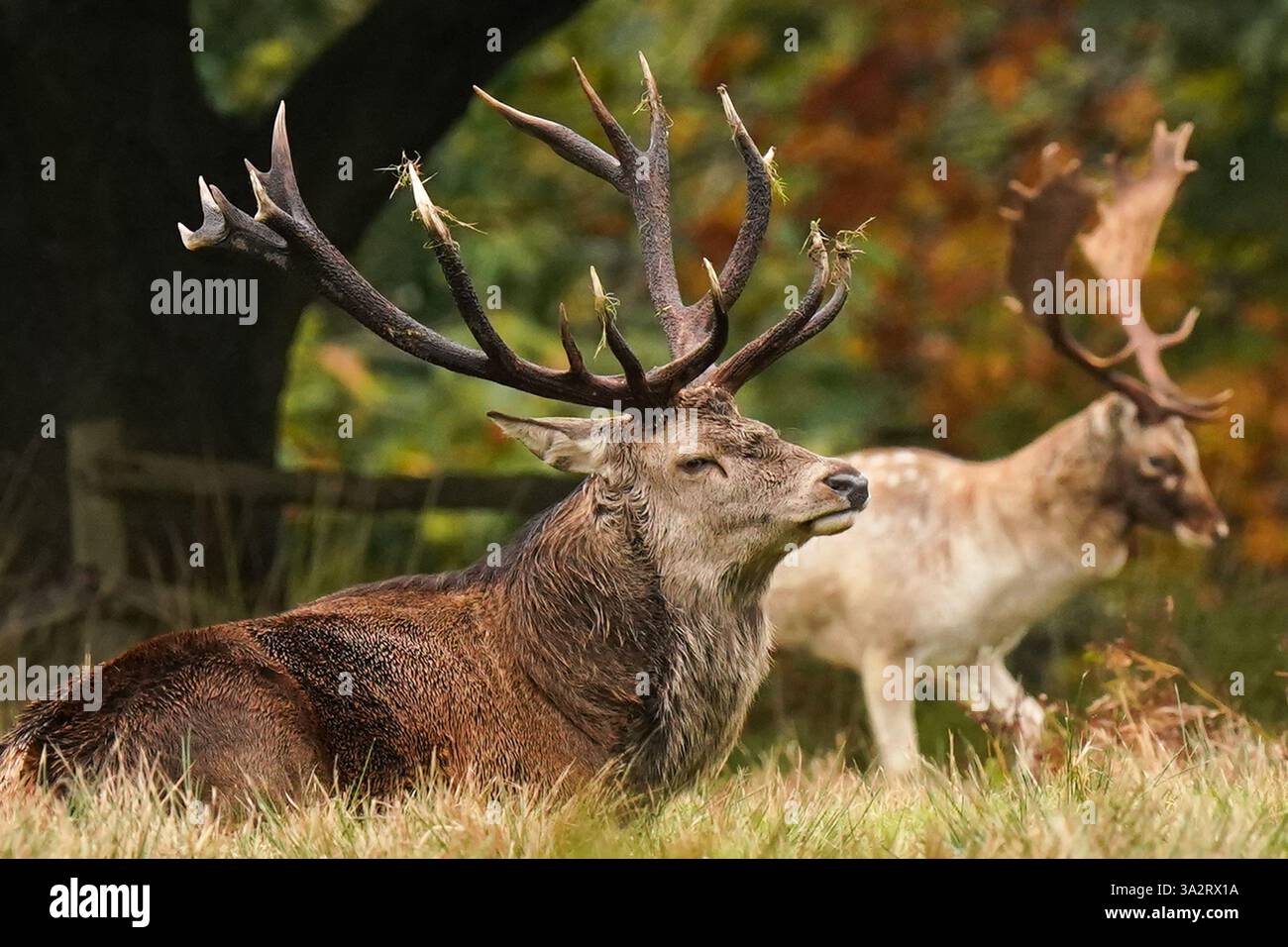 Male Red deer and fallow deer during the rutting season at Bradgate ...