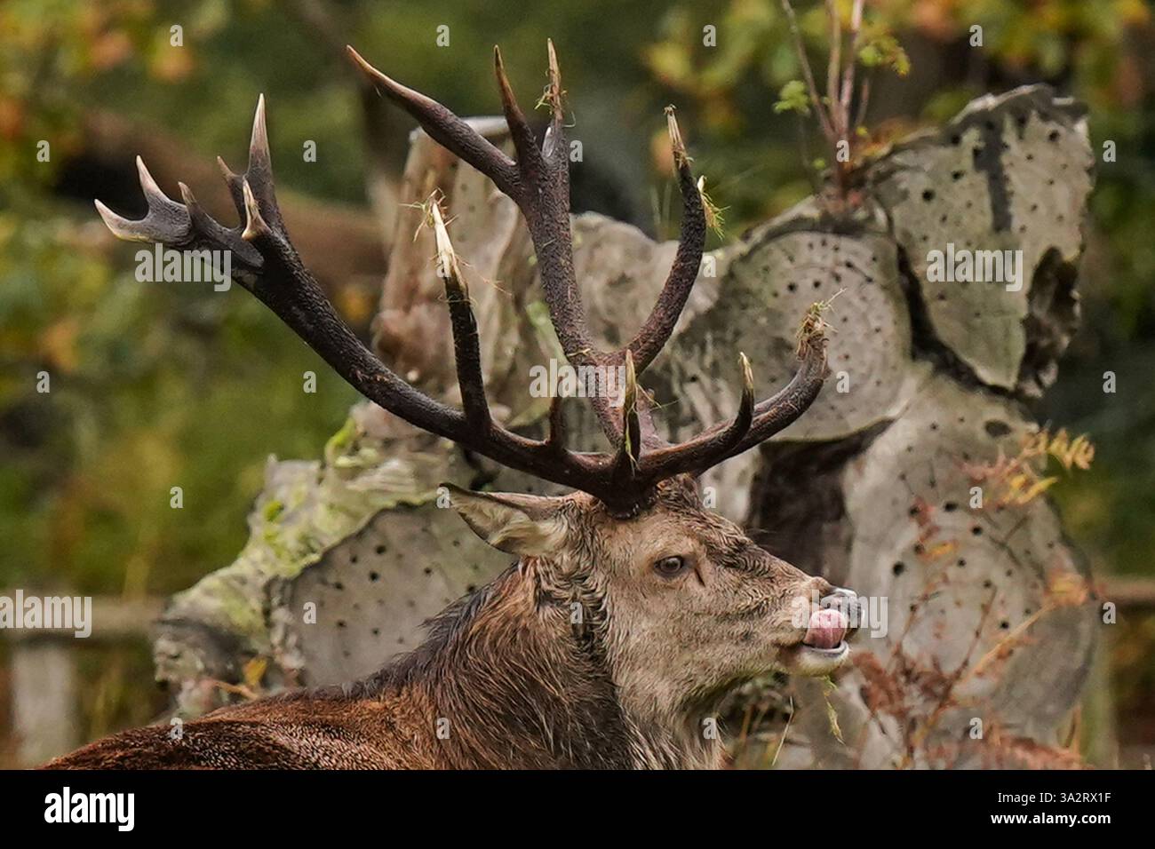 Male Red deer during the rutting season at Bradgate Park in ...