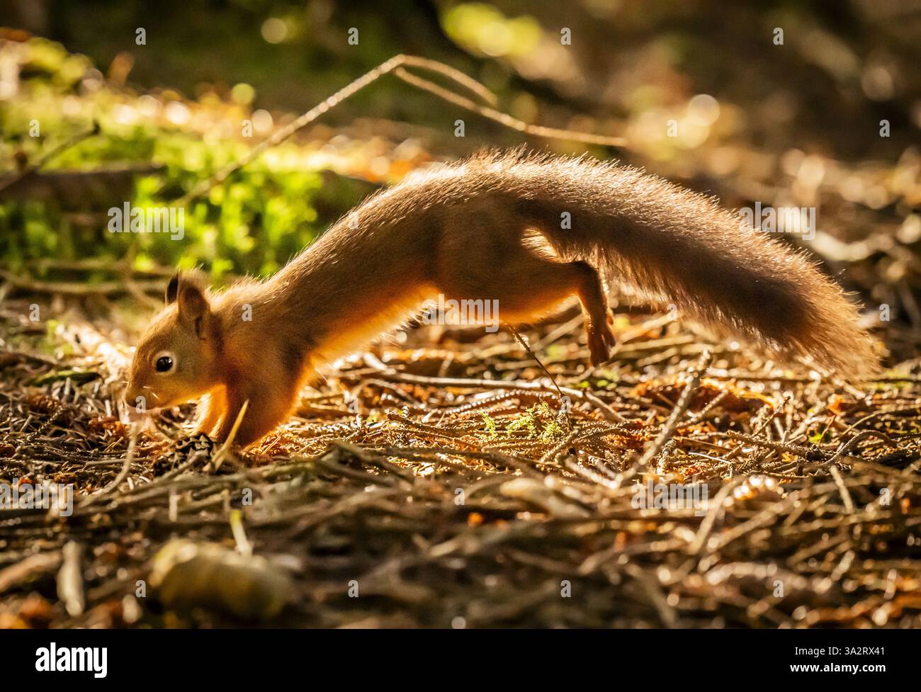 A red squirrel forages for food ahead of winter at the Widdale Red ...