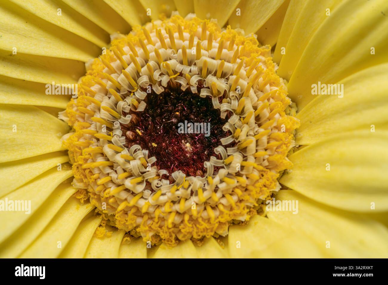 flower head texture macro close up, Gerbera round sun shape with yellow ...