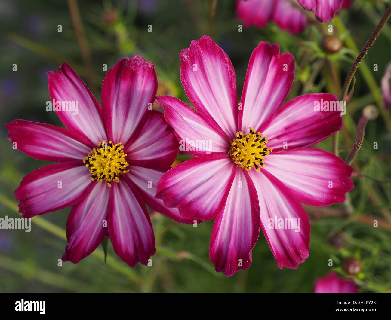Macro of purple Cosmos bipinnatus flower in France Stock Photo - Alamy