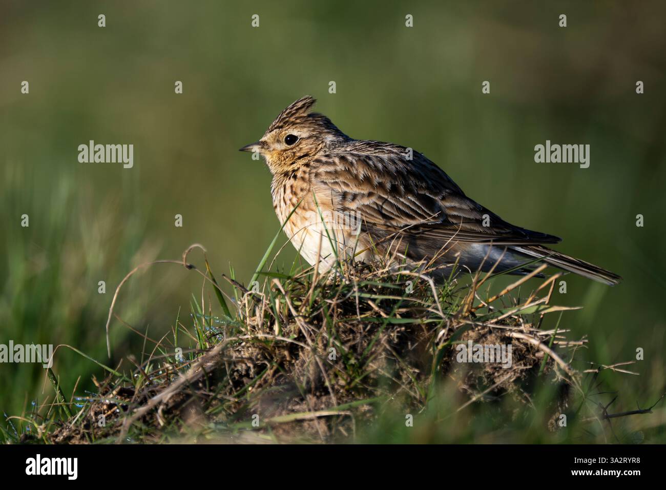 Eurasian Skylark sitting on mound with raised crest Stock Photo - Alamy