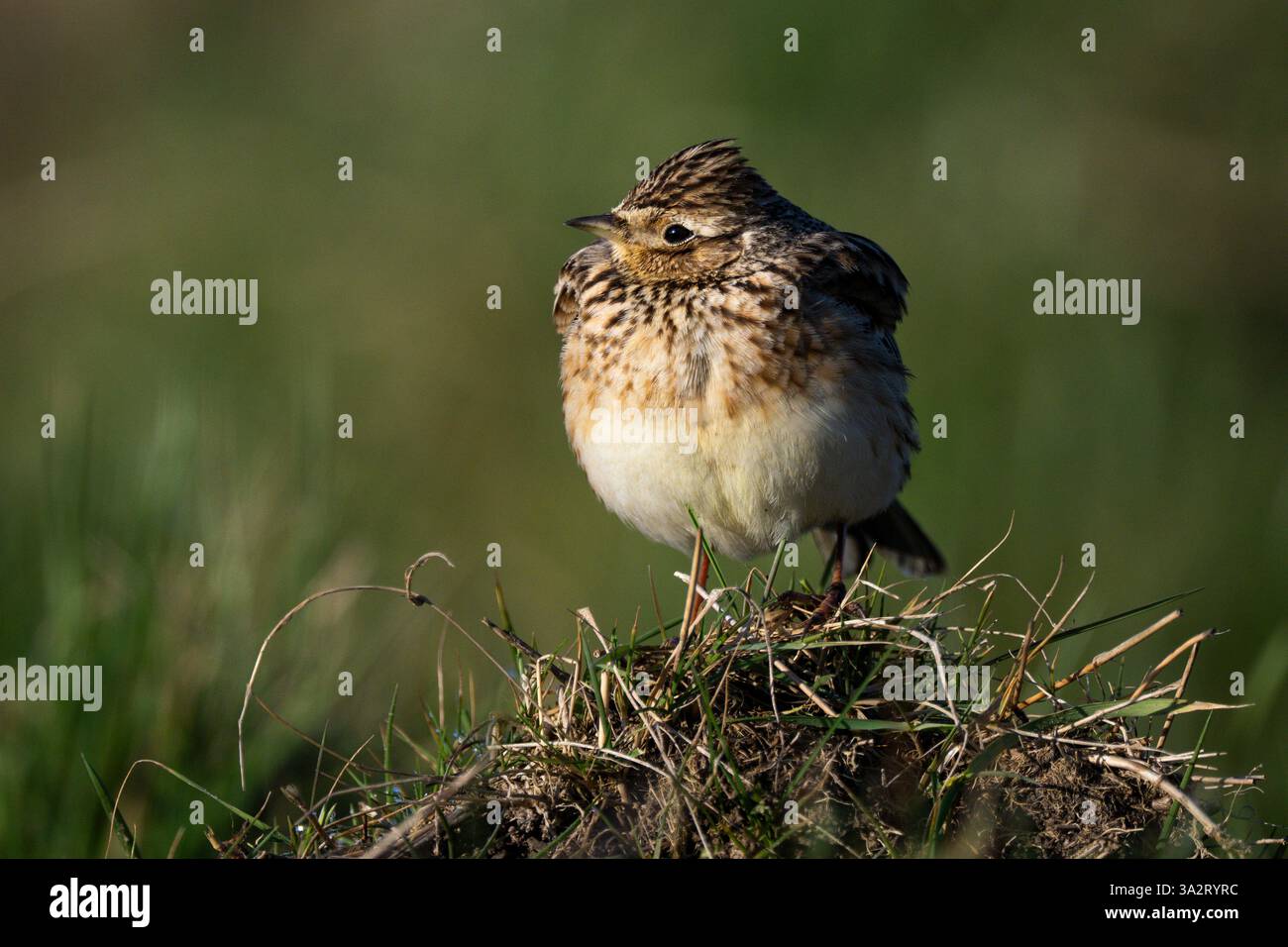 Eurasian Skylark sitting on mound with raised crest Stock Photo - Alamy