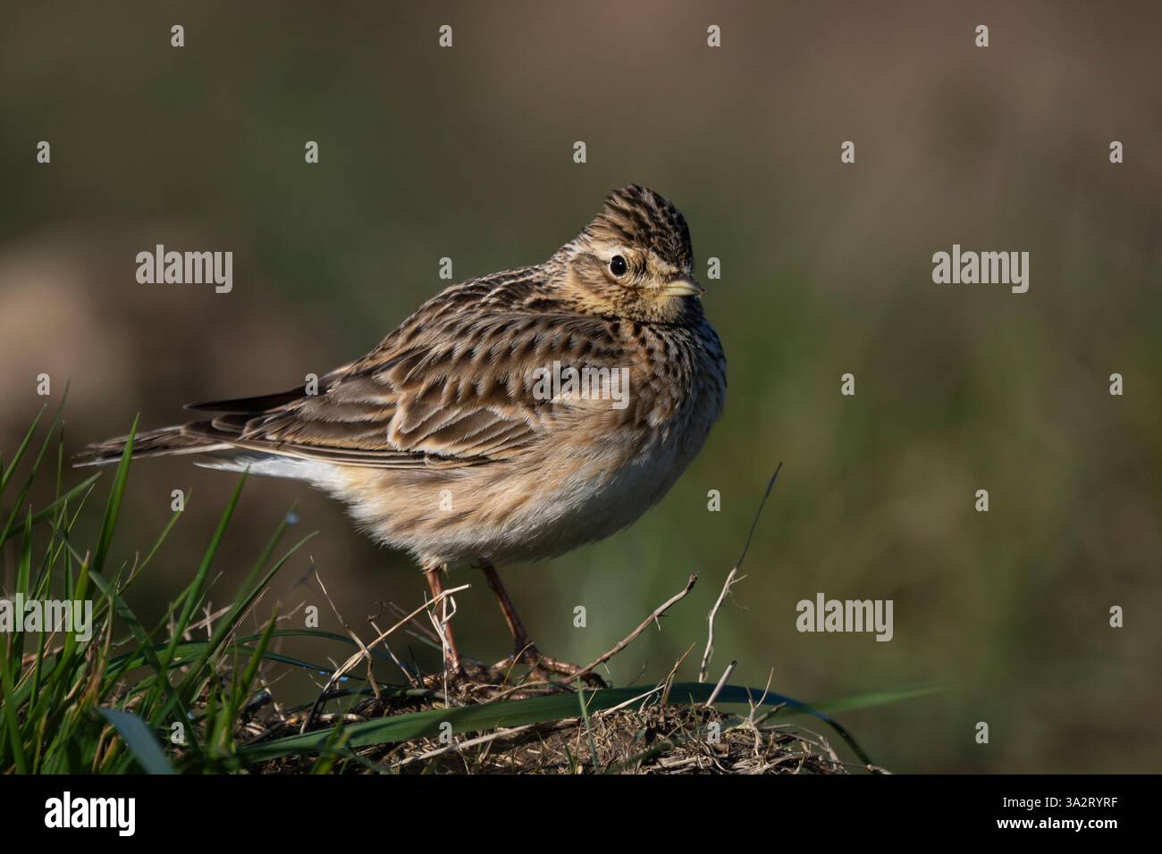 Eurasian Skylark sitting on mound with raised crest Stock Photo - Alamy