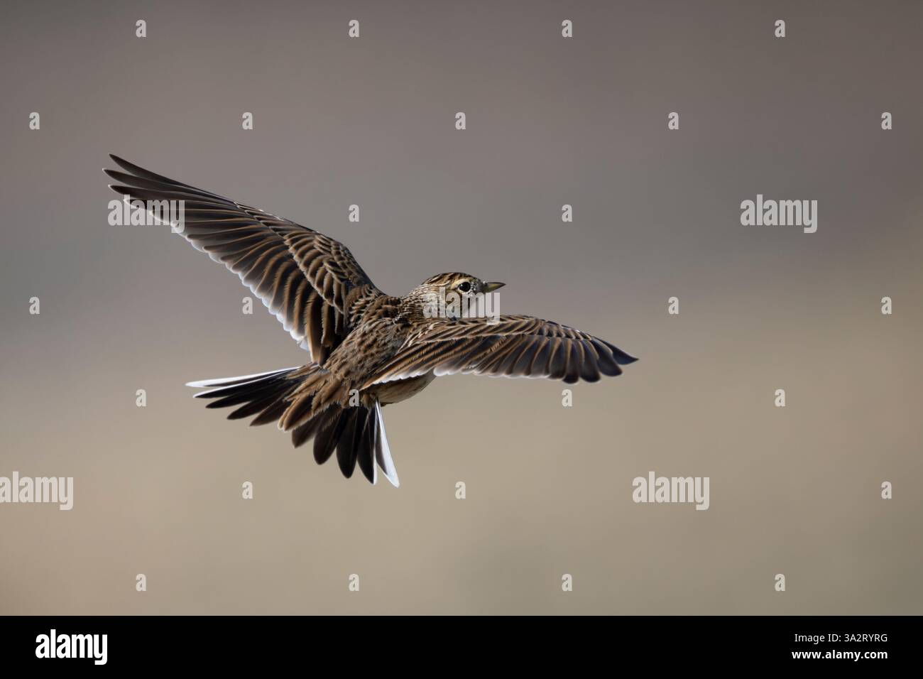 Skylark flying hi-res stock photography and images - Alamy
