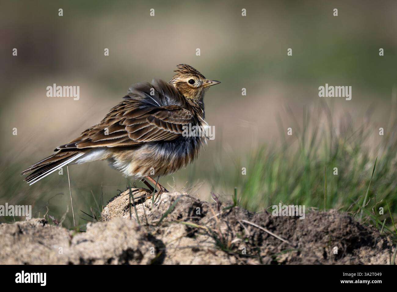 Eurasian skylark fluffing up feathers hi-res stock photography and ...