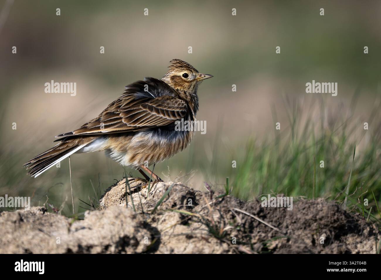 Eurasian Skylark fluffing up feathers Stock Photo - Alamy