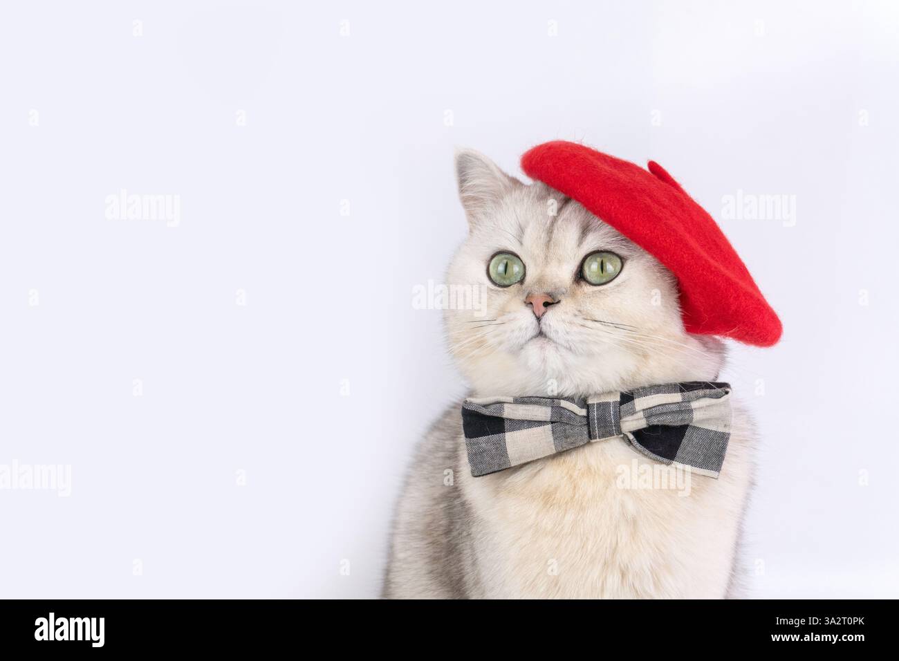 Charming grey cat wearing red beret and plaid bow tie against white ...